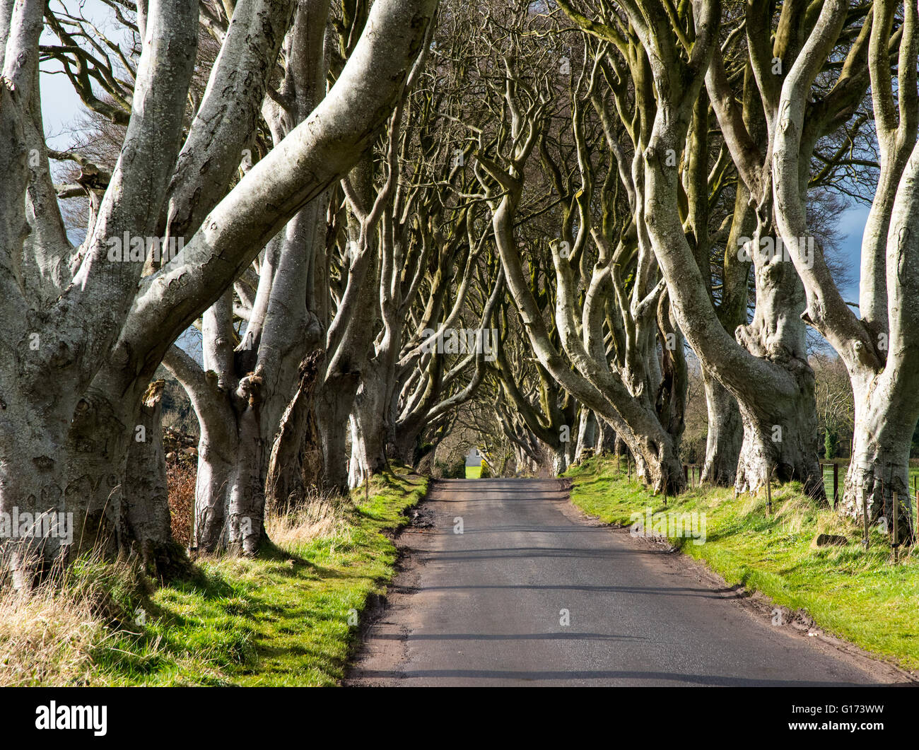 The Dark Hedges near Ballymoney, Co. Antrim, Northern Ireland Stock ...