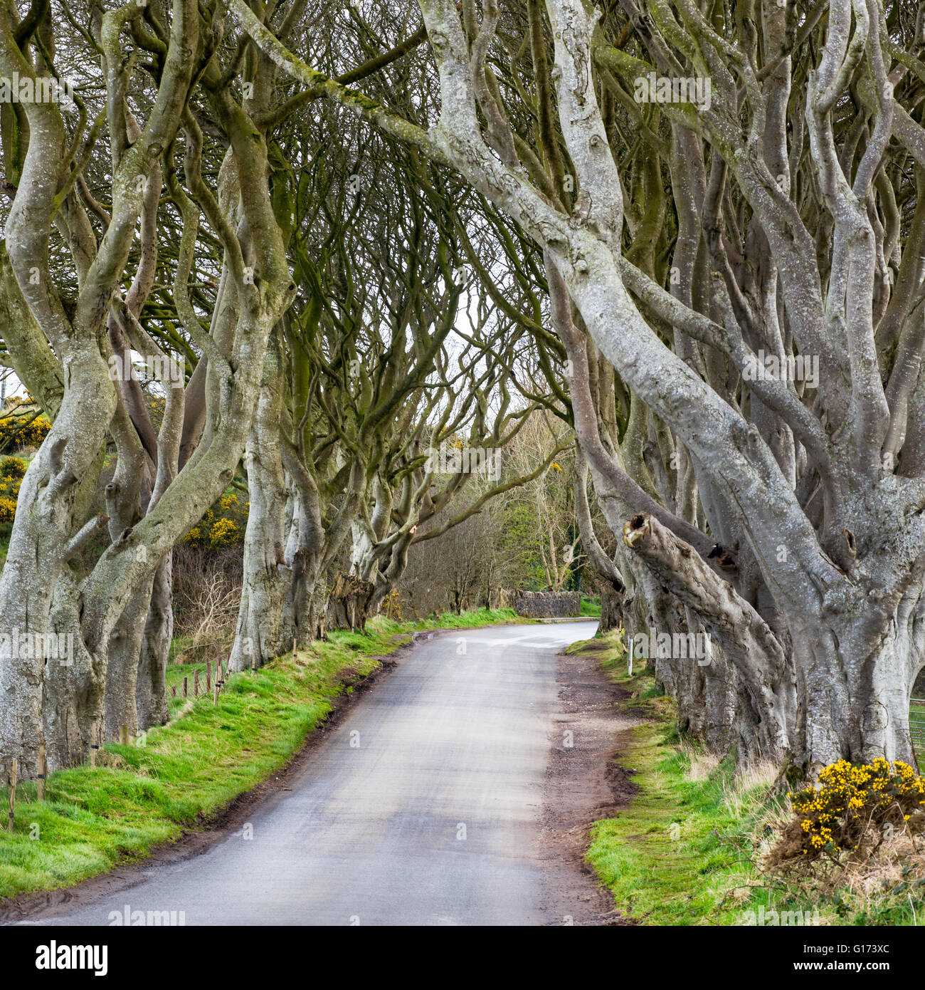 The Dark Hedges near Ballymoney, Co. Antrim, Northern Ireland ...