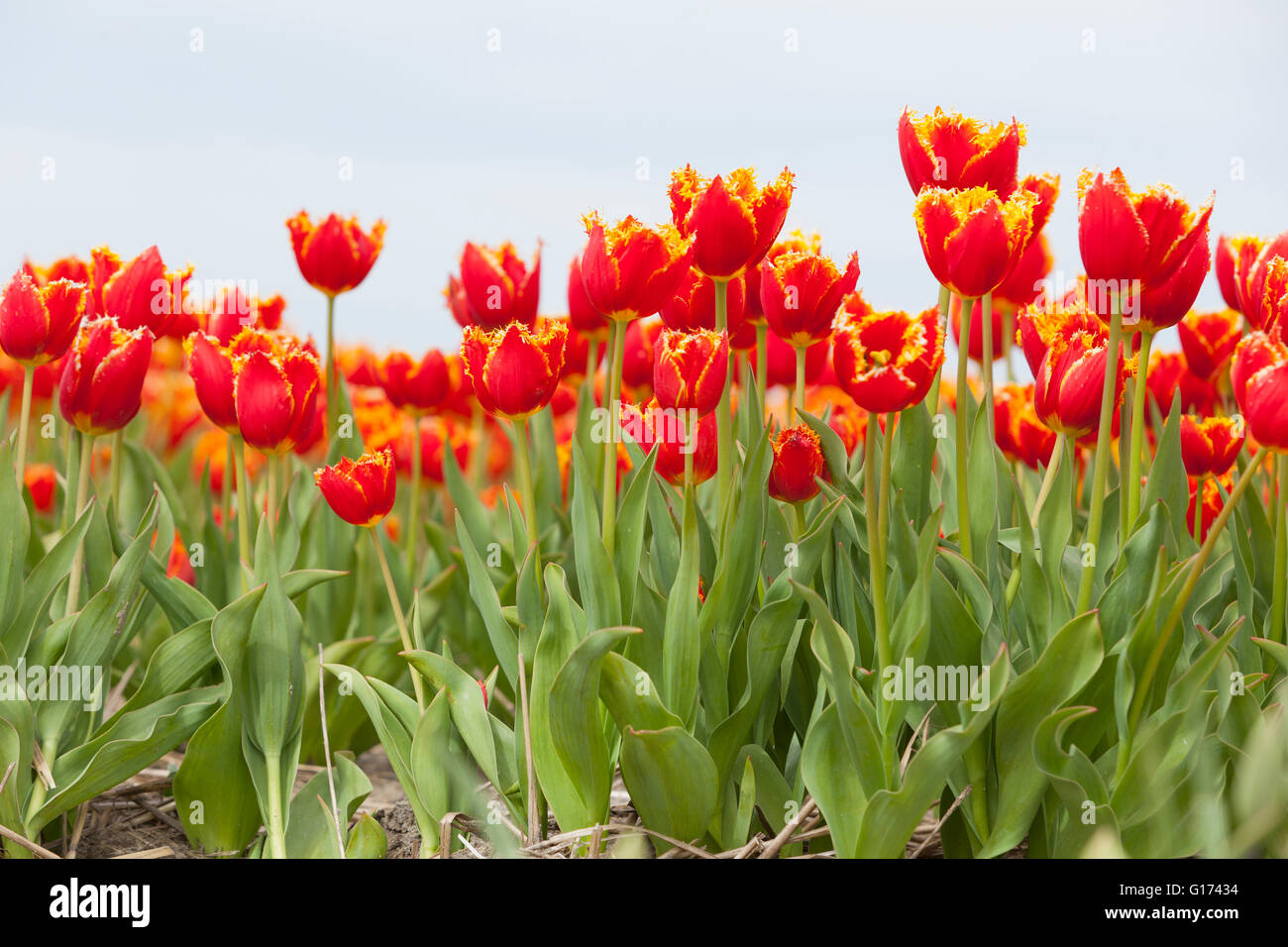 colorful tulips in dutch flower field in the netherlands Stock Photo ...