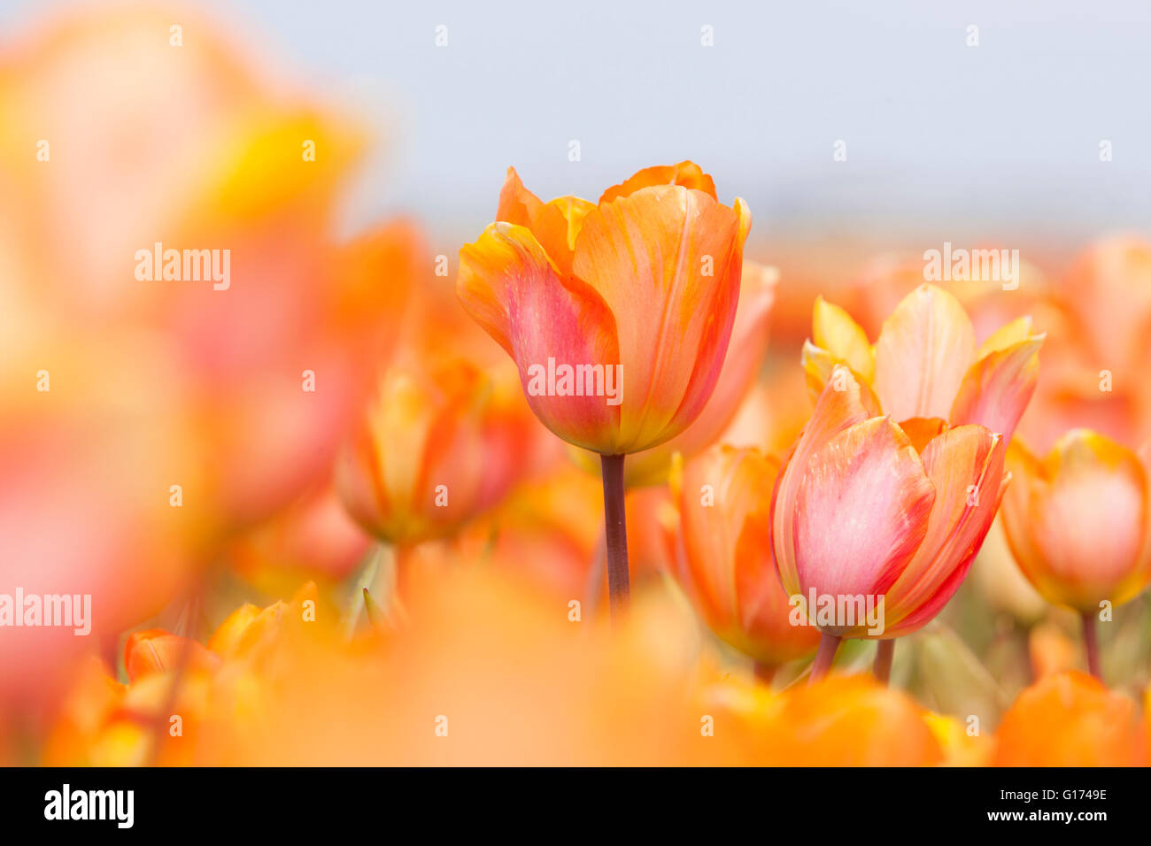 colorful tulips in dutch flower field in the netherlands Stock Photo ...