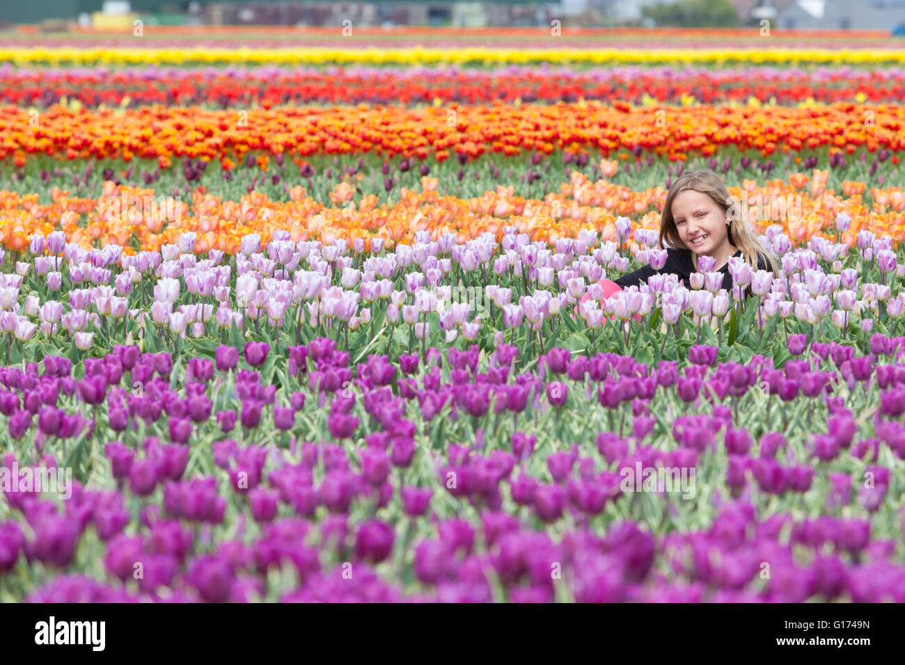 colorful tulips in dutch flower field in the netherlands Stock Photo ...