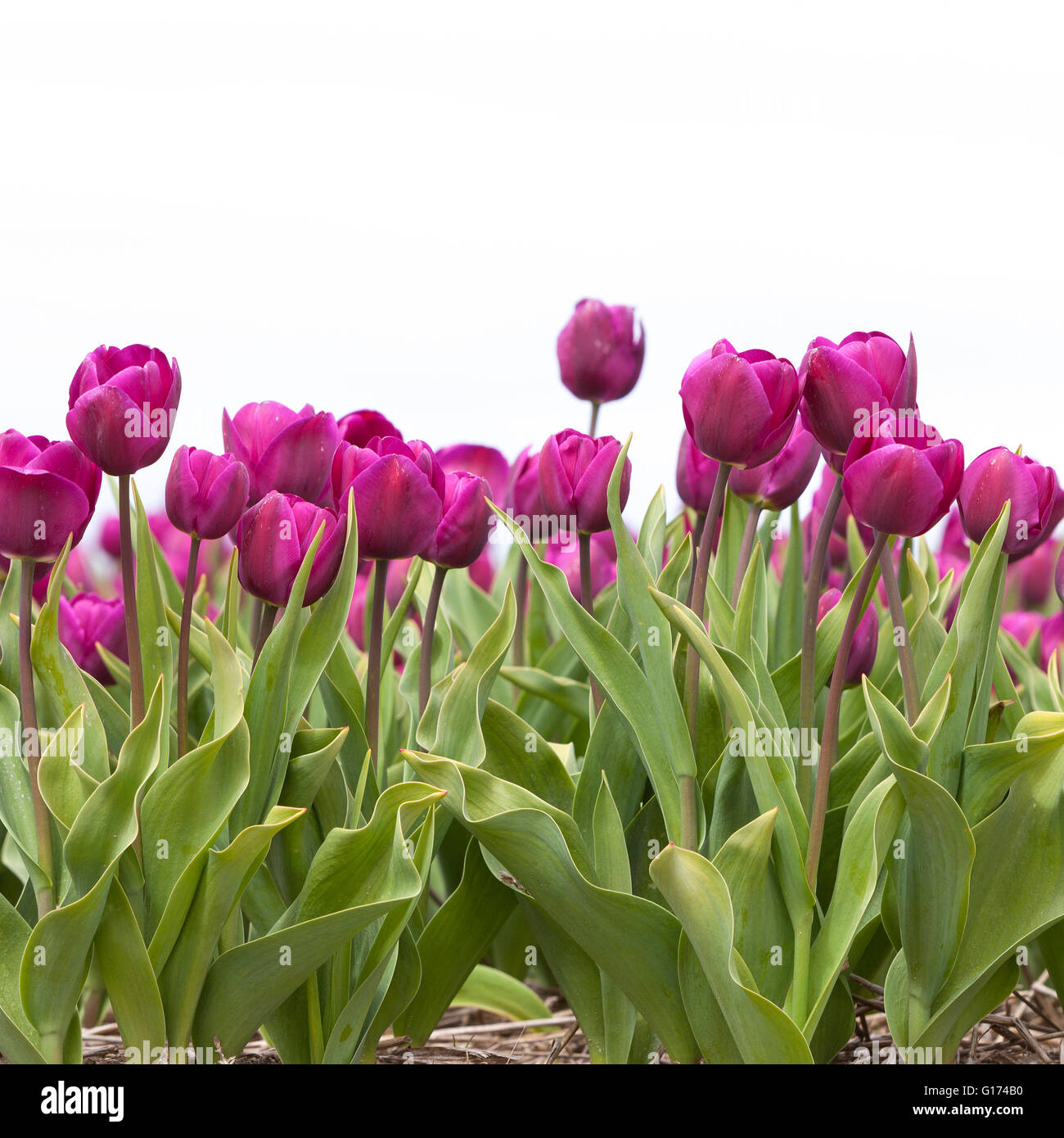 colorful tulips in dutch flower field in the netherlands Stock Photo ...