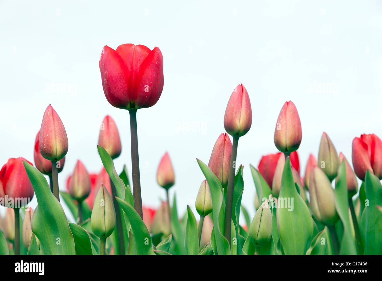 colorful tulips in dutch flower field in the netherlands Stock Photo ...