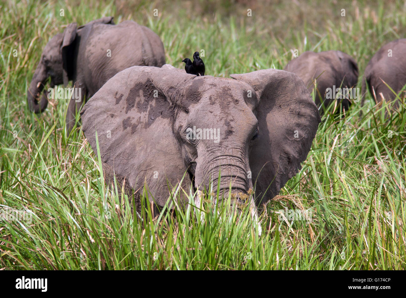 Photograph by © Jamie Callister. Elephants grazing by the River Nile ...