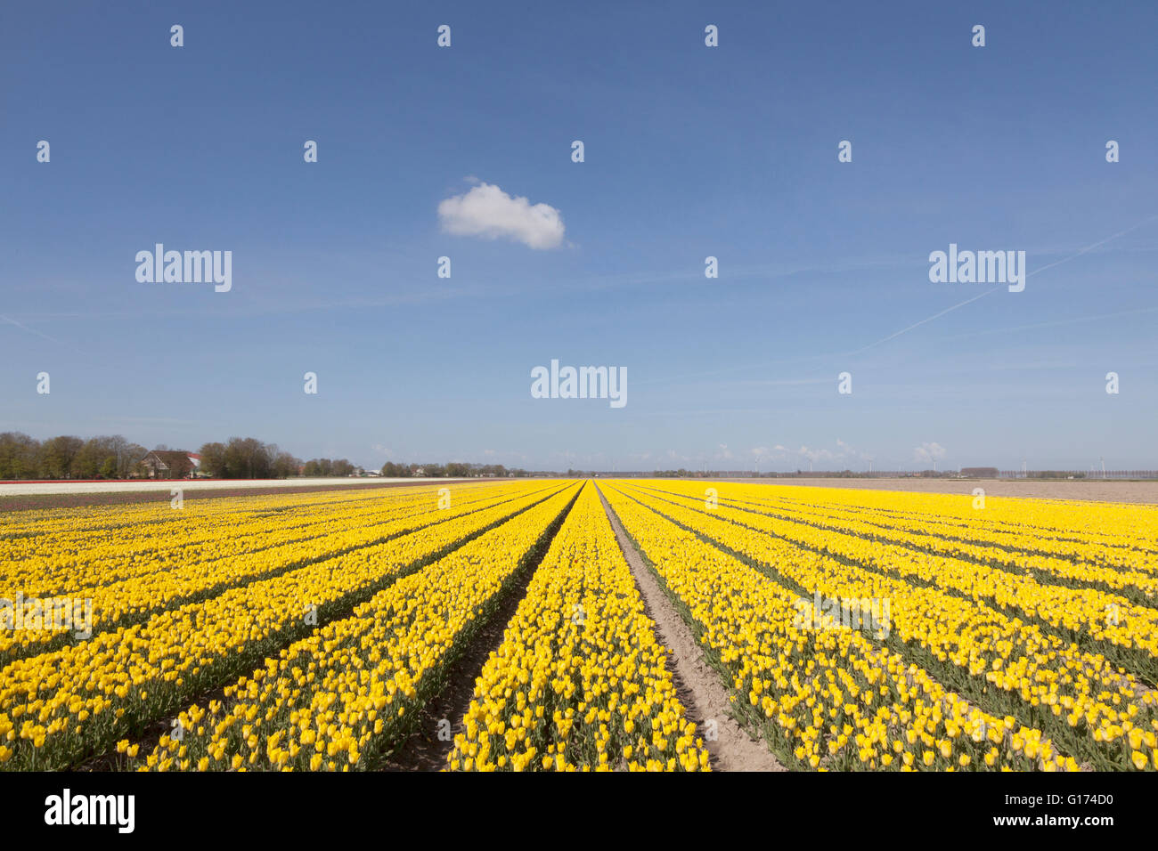 colorful tulips in dutch flower field in the netherlands Stock Photo ...