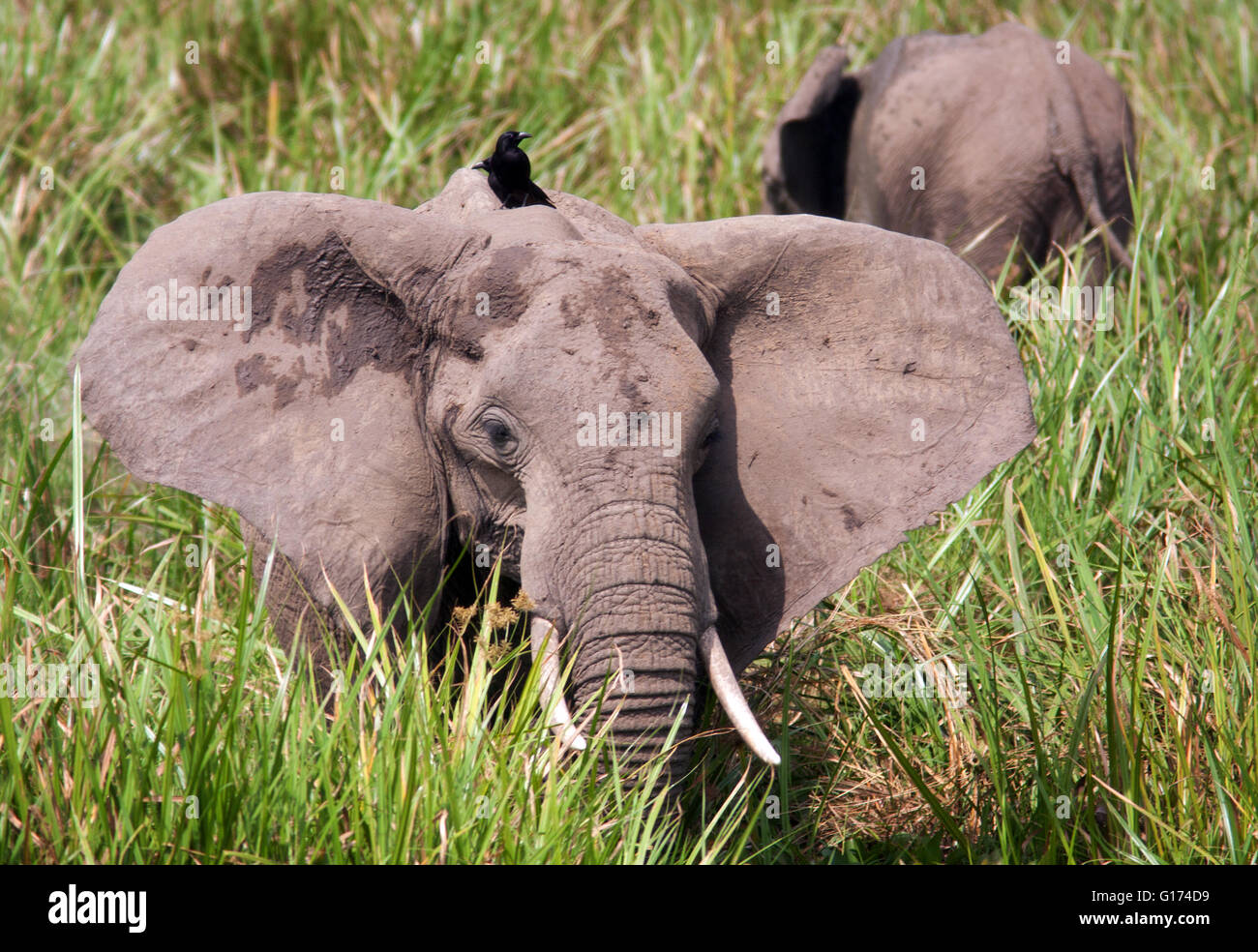Nile river elephants hi-res stock photography and images - Alamy
