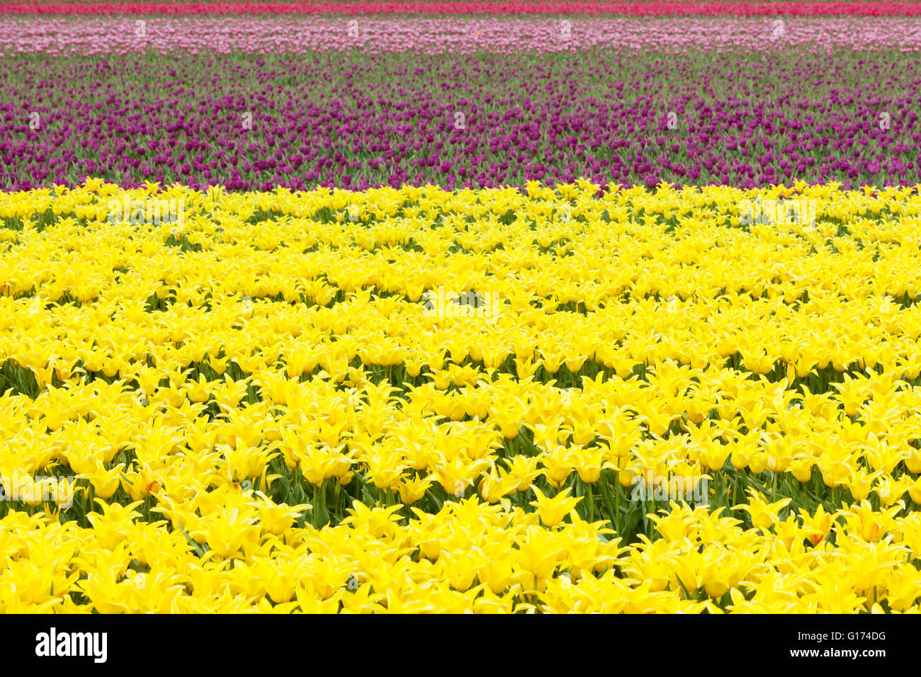 colorful tulips in dutch flower field in the netherlands Stock Photo ...