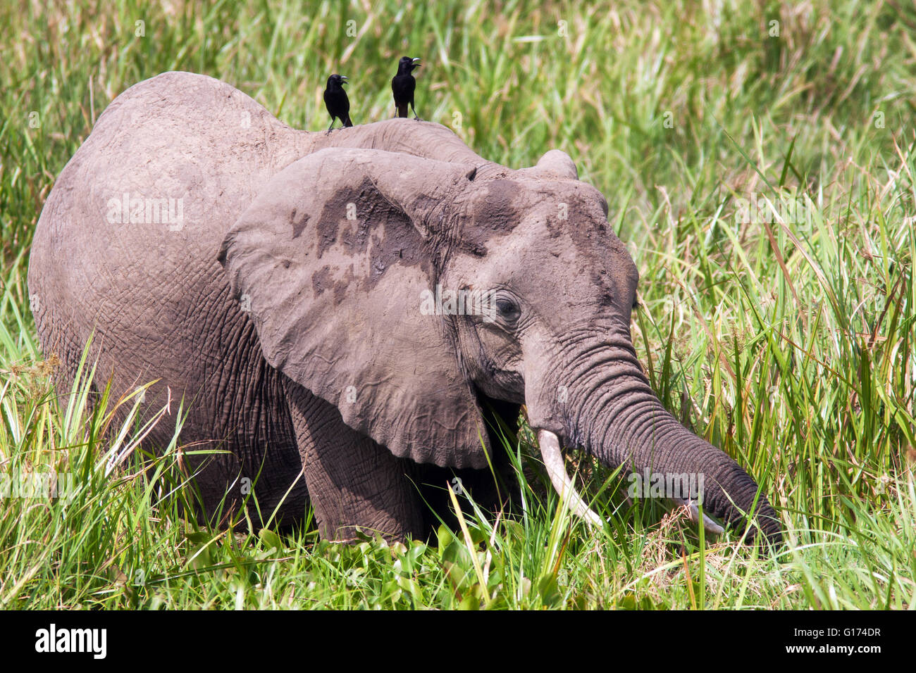 Photograph by © Jamie Callister. Elephants grazing by the River Nile ...