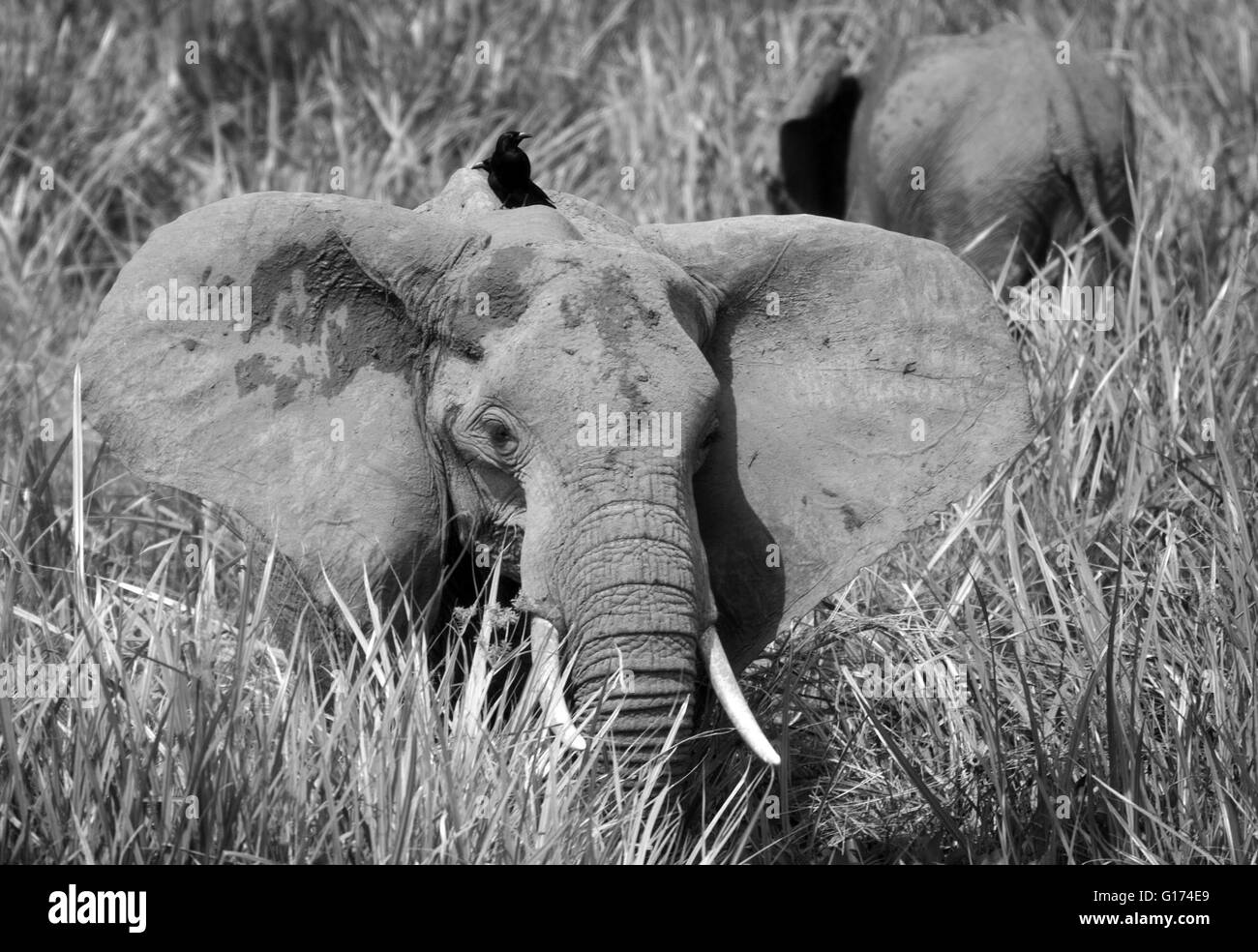 Photograph by © Jamie Callister. Elephants grazing by the River Nile ...
