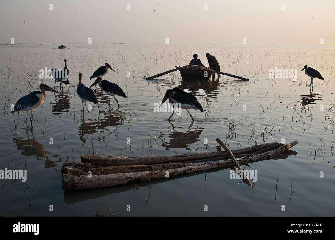 Marabou storks + fishermen about to go to fish in the early morning ...