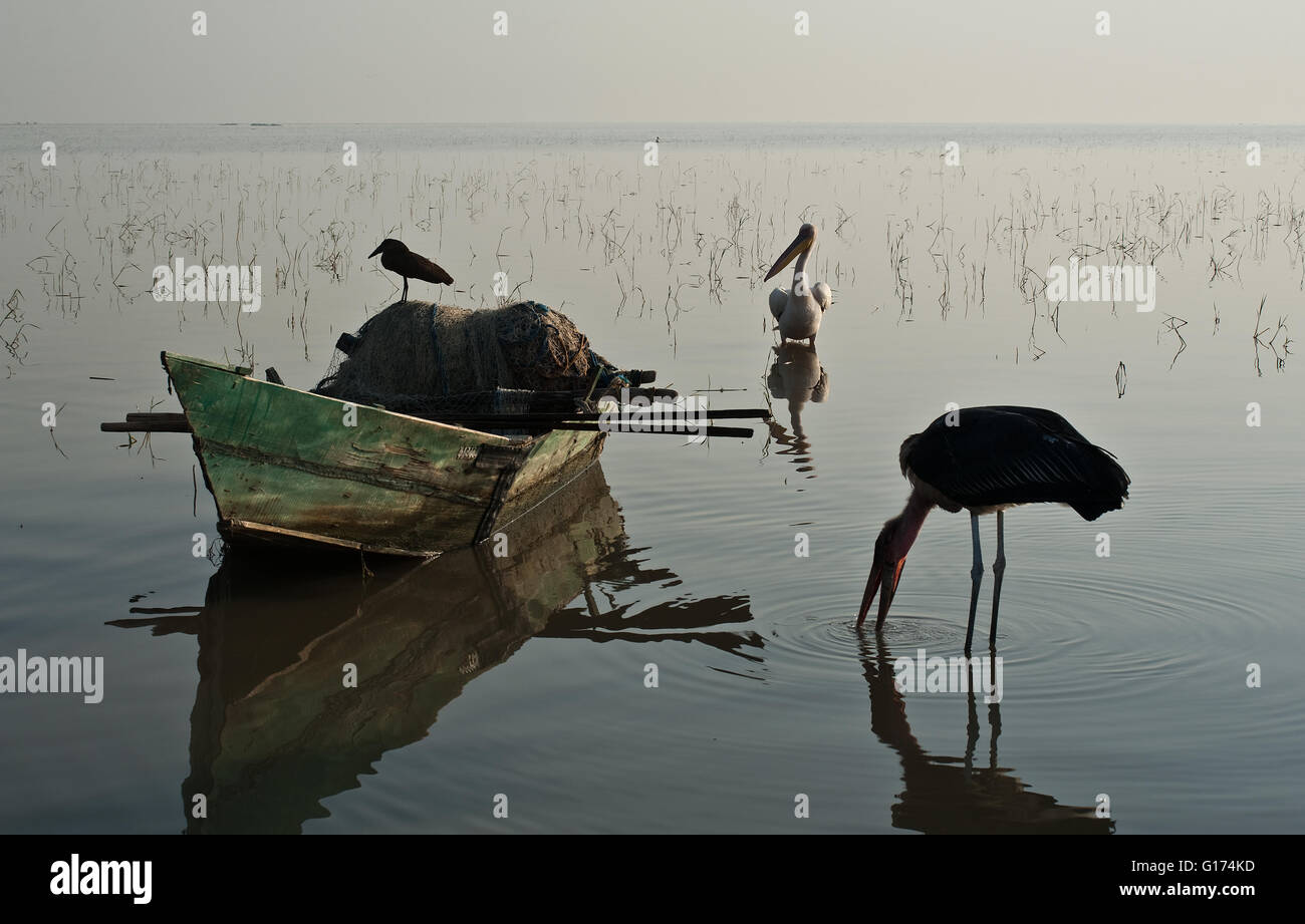 Birds ( hammerhead stork, pelican and marabou stork from left to right ...