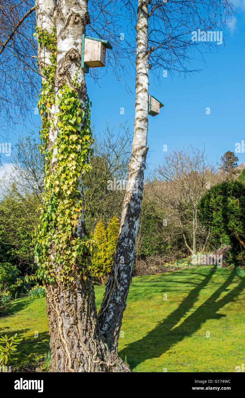 Two Bird Boxes secured to silver birch trees in a garden Stock Photo ...
