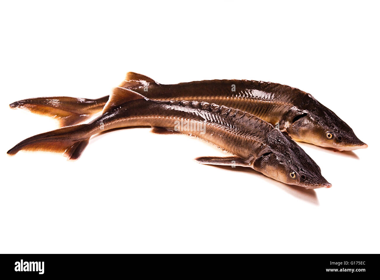 Two small sturgeon fish isolated on white background. Two fresh sterlet ...