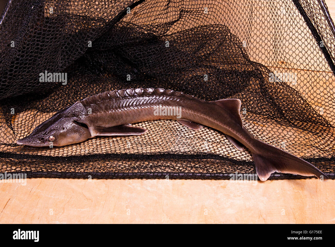 Fresh small sturgeon fish on black fishing net. Fresh sterlet fish just ...