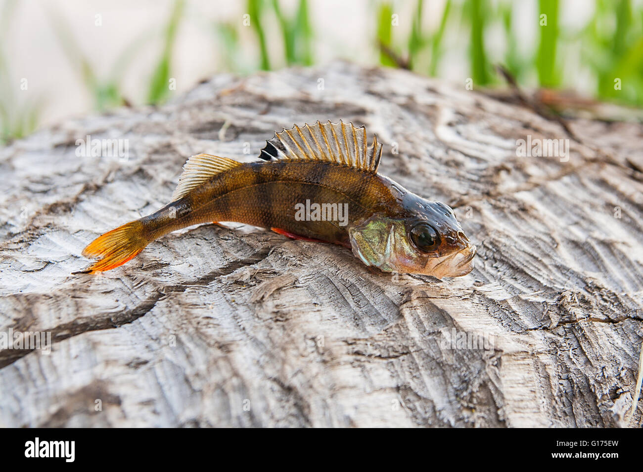 Freshwater fish underwater grass hi-res stock photography and images ...