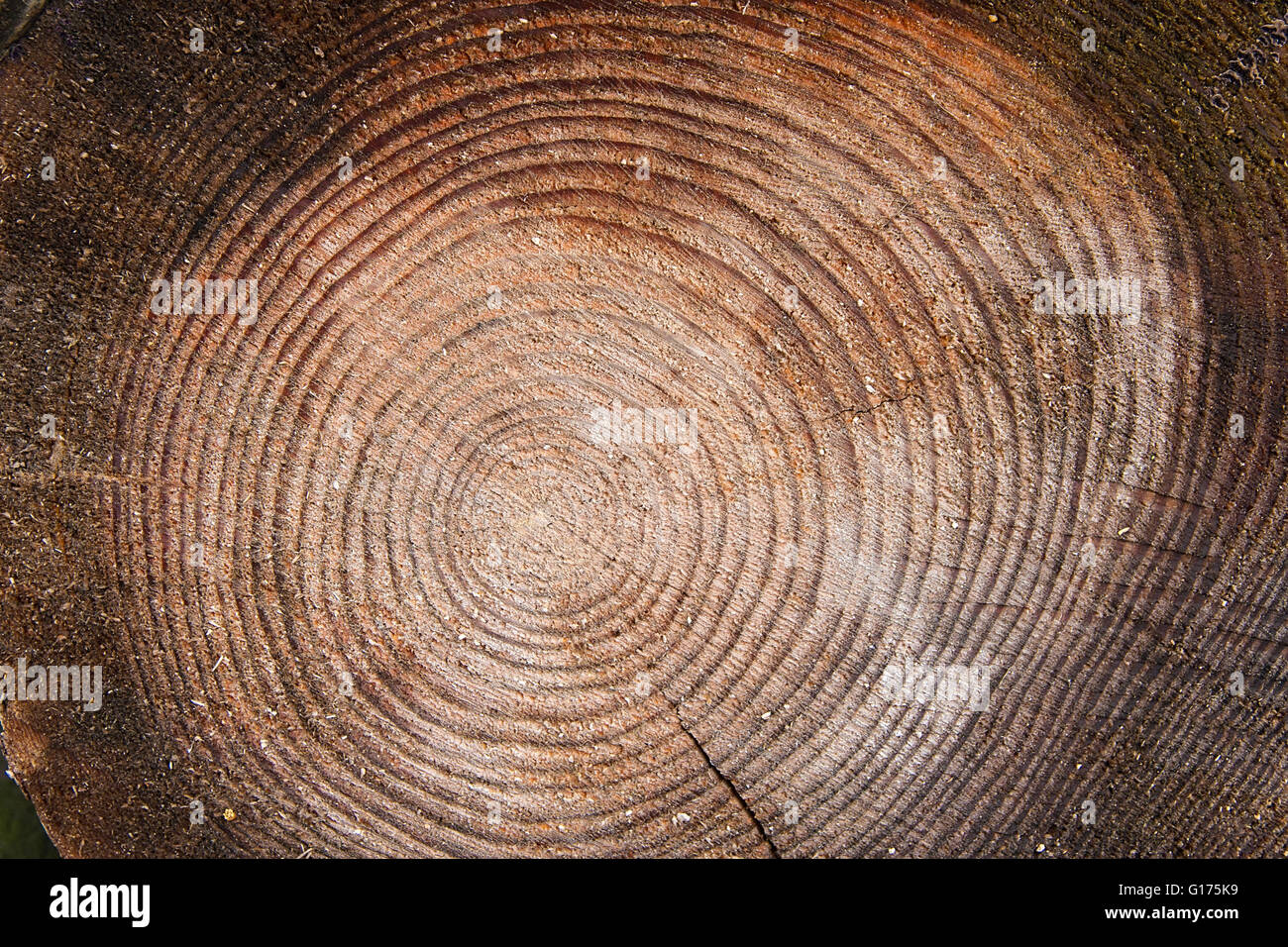 Close up view of cross section of tree trunk showing growth rings ...