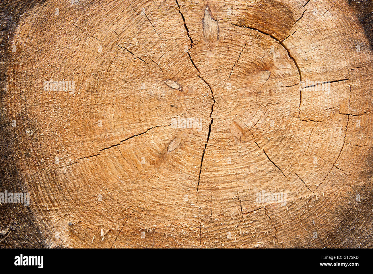 Close up view of cross section of tree trunk showing growth rings ...
