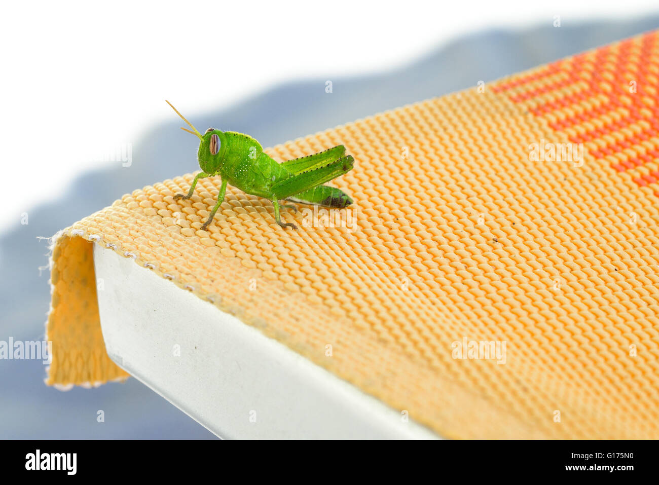 a nice little green hopper on a deckchair Stock Photo - Alamy