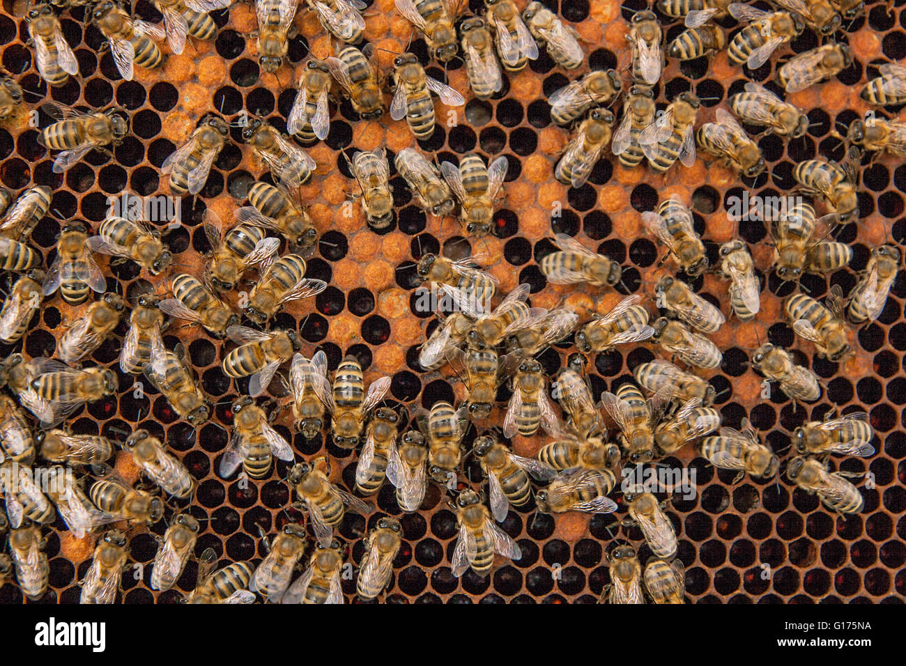 Busy bees inside hive with open and sealed cells for their young. Birth ...