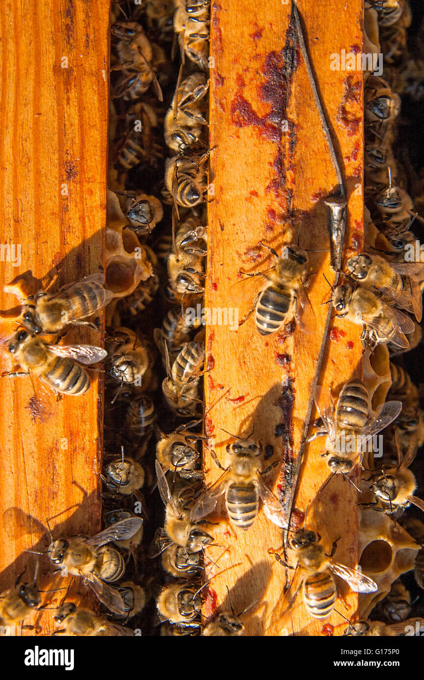 Close up view of the opened hive body showing the frames populated by ...