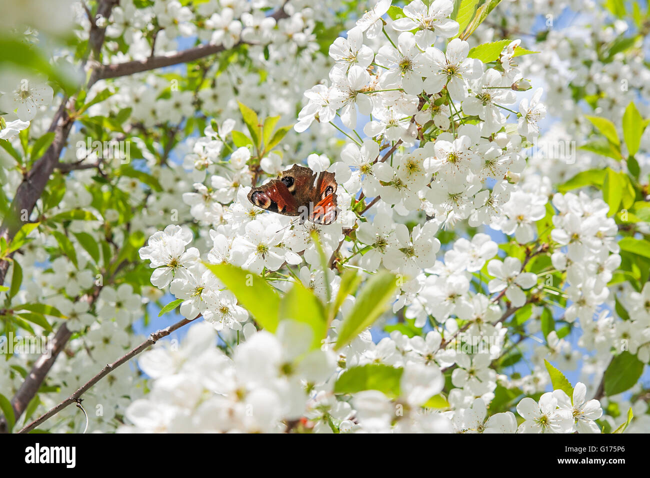 Beautiful flowering cherry trees. Peacock butterfly on cherry blossom ...