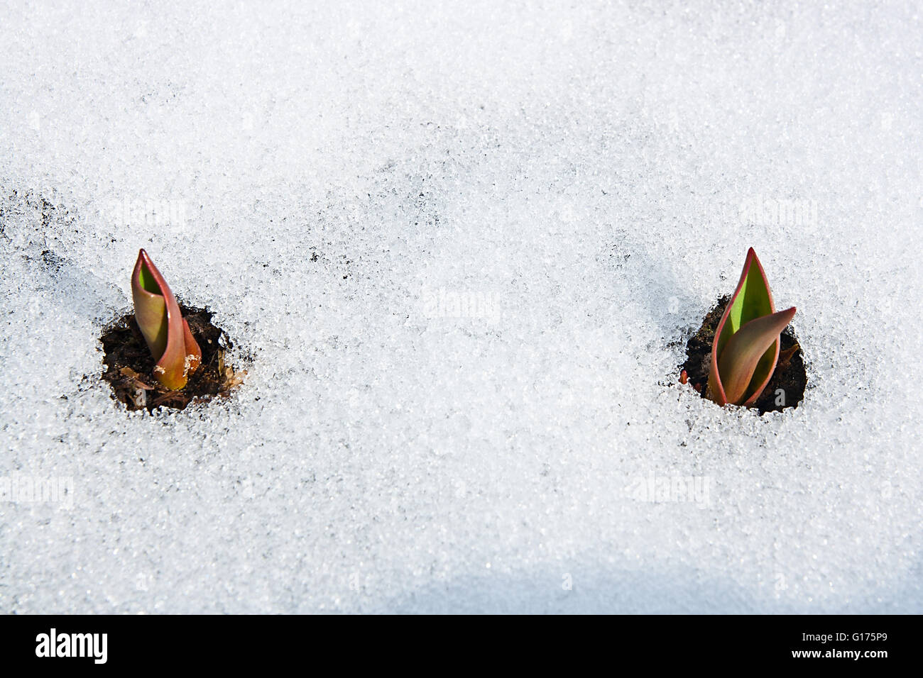 Early spring plants. Small tulip flower coming out from snow at spring ...