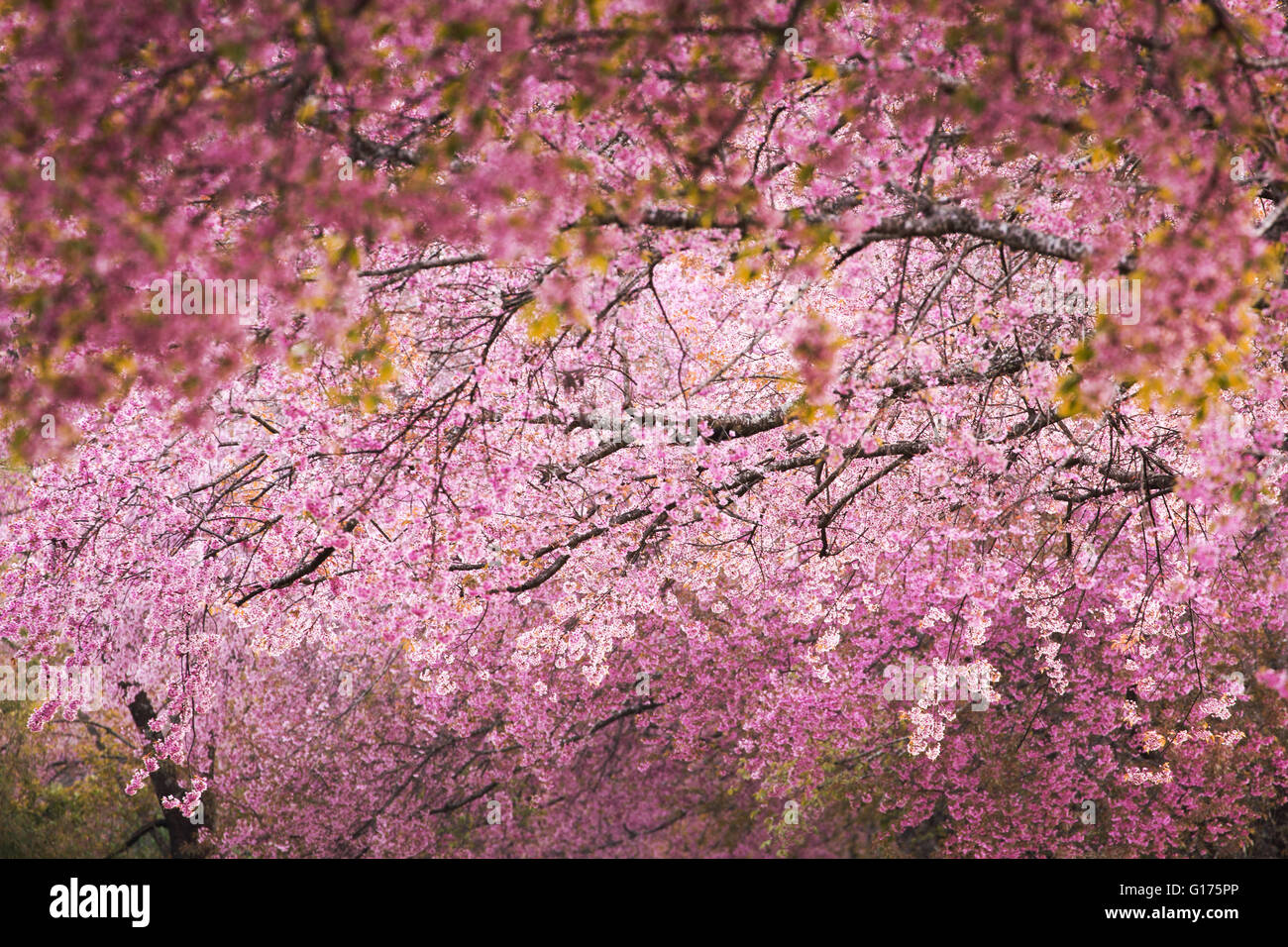 Beautiful pink Sakura flower blooming background Stock Photo - Alamy