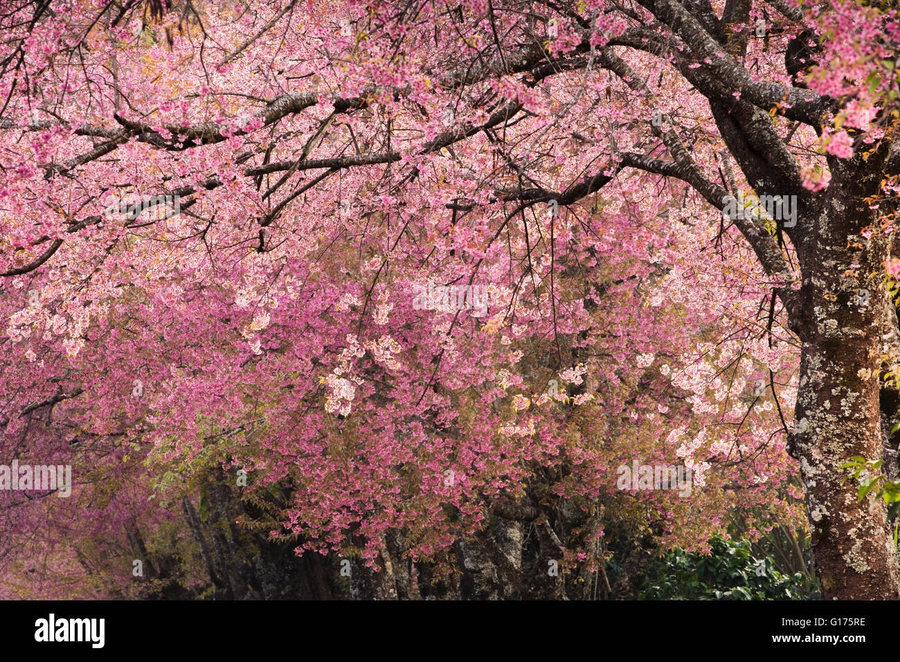 Beautiful pink Sakura flower blooming background Stock Photo - Alamy