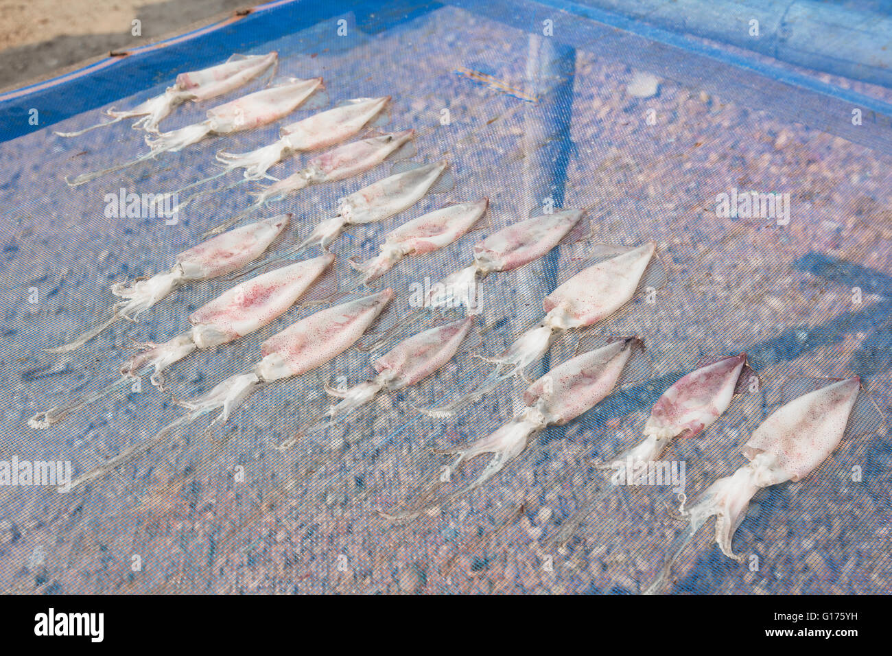 Sun Dried Squid under the sunlight in Chanthaburi province, Thailand ...