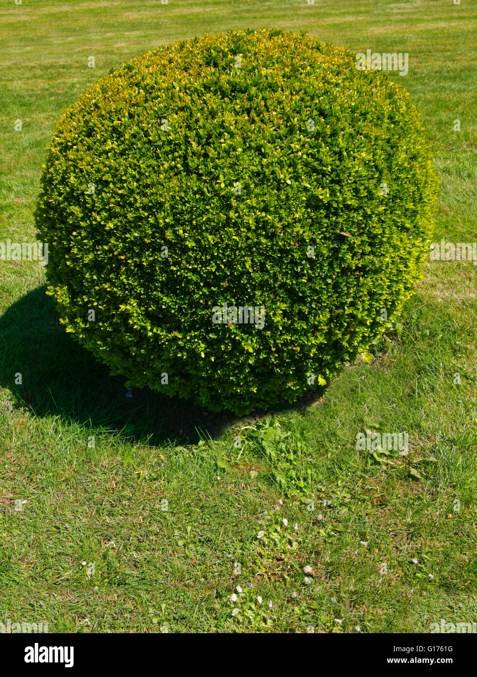 Fgreen grass hi-res stock photography and images - Alamy