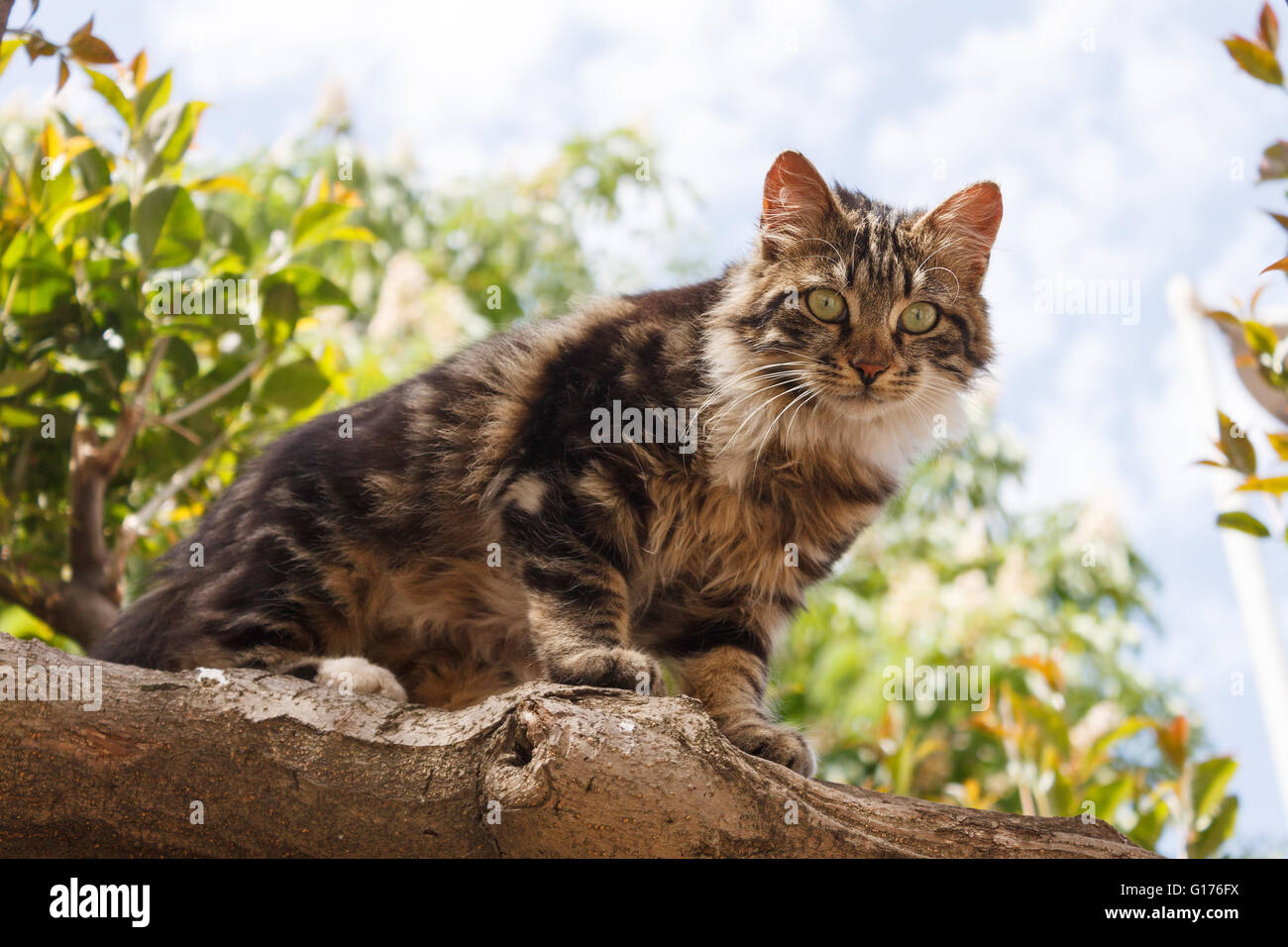 White cat on tree hi-res stock photography and images - Alamy
