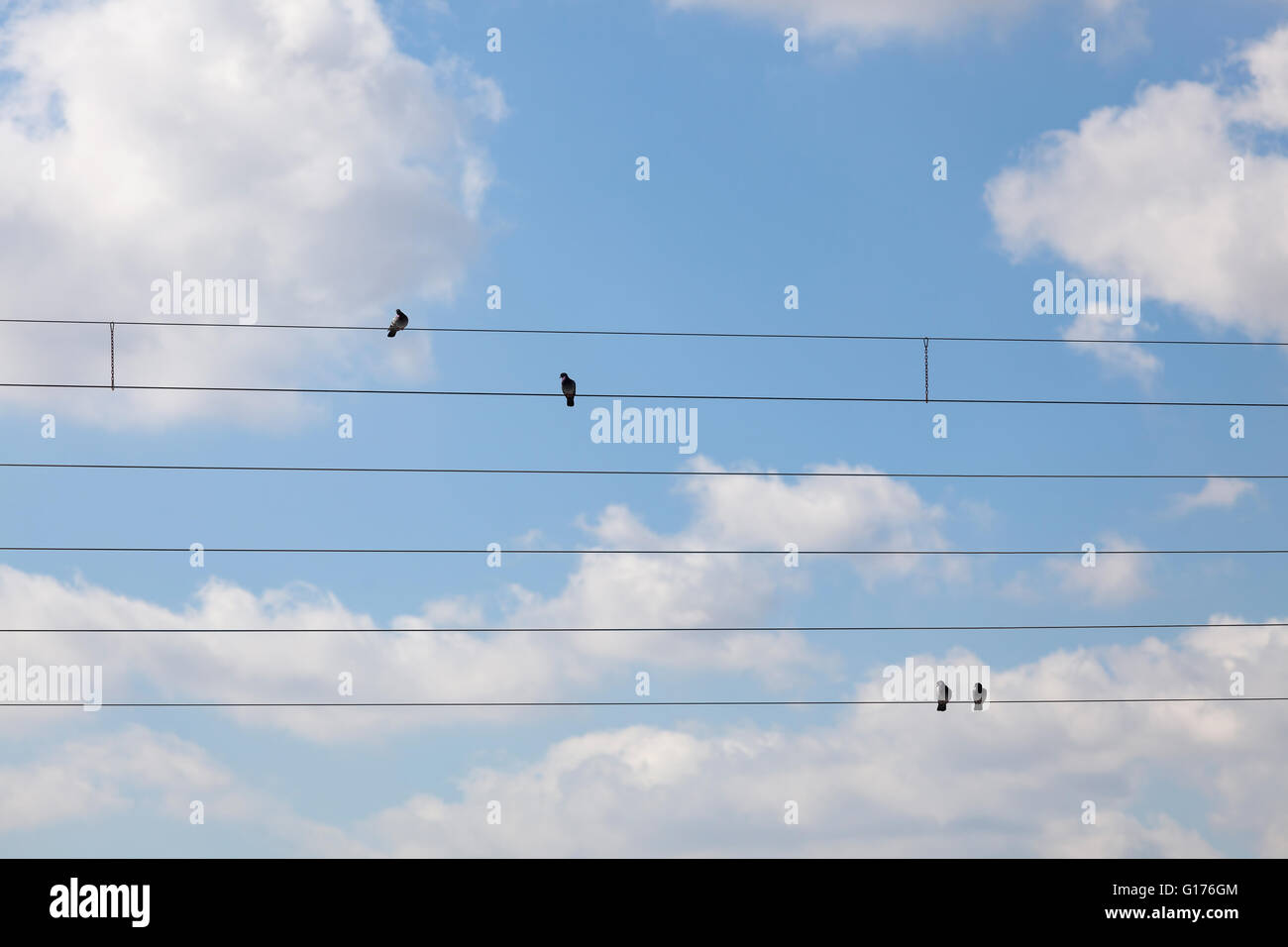 Pigeon sitting on power line hi-res stock photography and images - Alamy