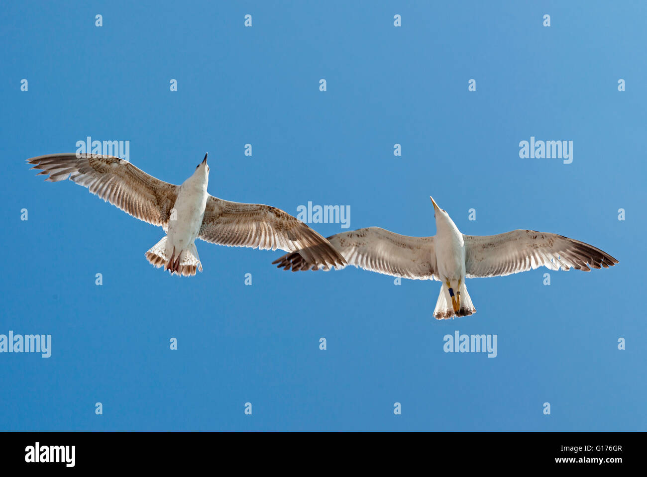 Gliding gulls hi-res stock photography and images - Alamy