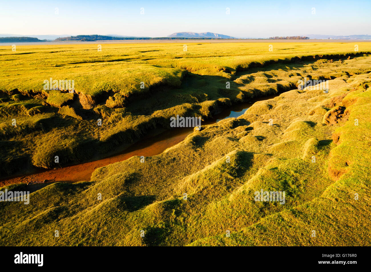 Channels in salt-marsh beside the Kent Estuary near Sandside Cumbria ...