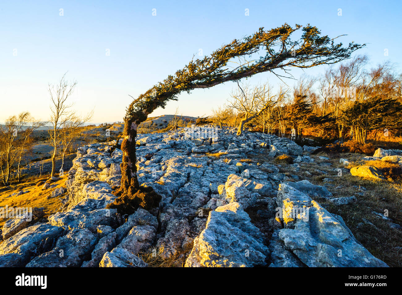 Wind-sculpted tree and limestone rocks on Whitbarrow Scar in the Lake ...