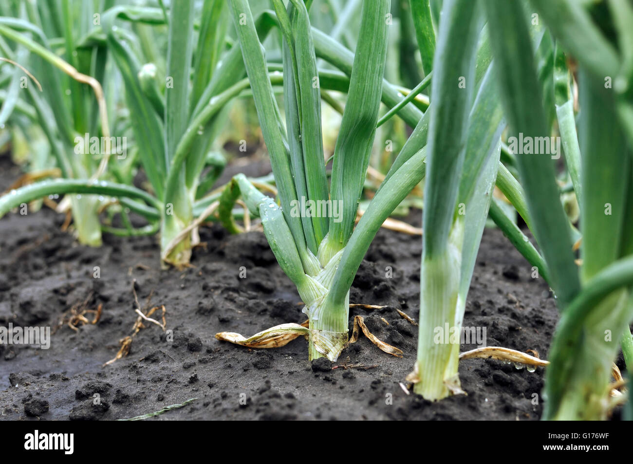 Onion stem hi-res stock photography and images - Alamy