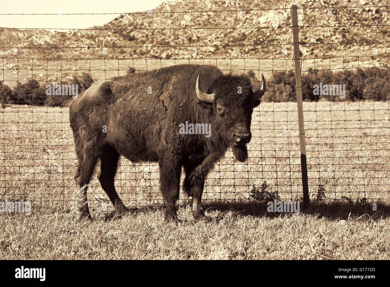 Young bull calf horns hi-res stock photography and images - Alamy