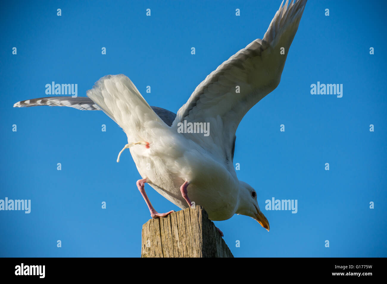 Pooping hi-res stock photography and images - Alamy