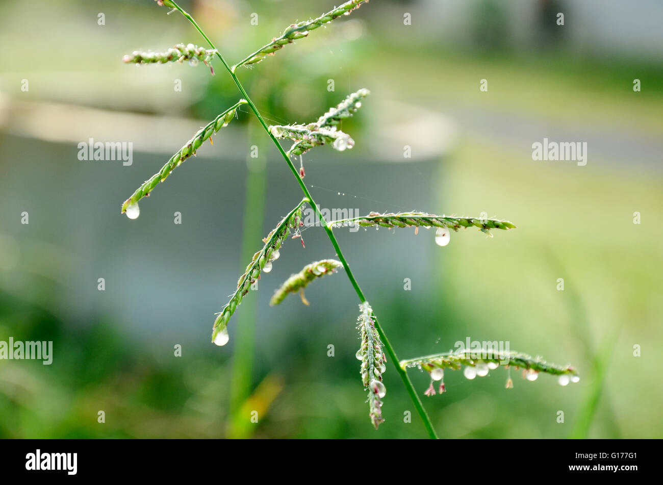 Dew on Leaf at outdoor Stock Photo - Alamy