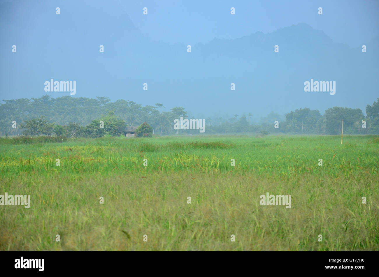 Grass field in countryside at Phattalung province of southern Thailand ...