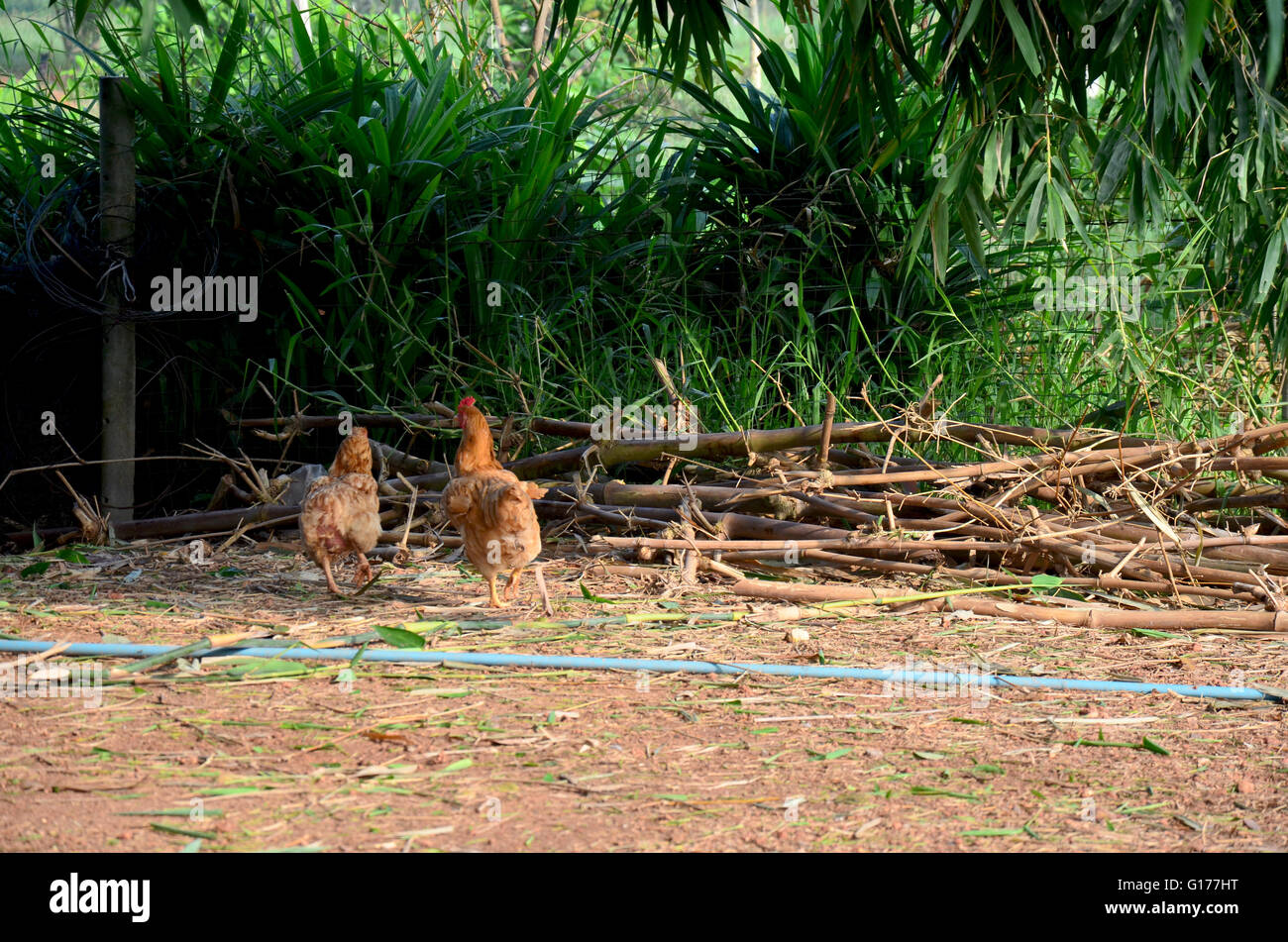 Betong chicken farm by farmers in the three southernmost provinces of ...