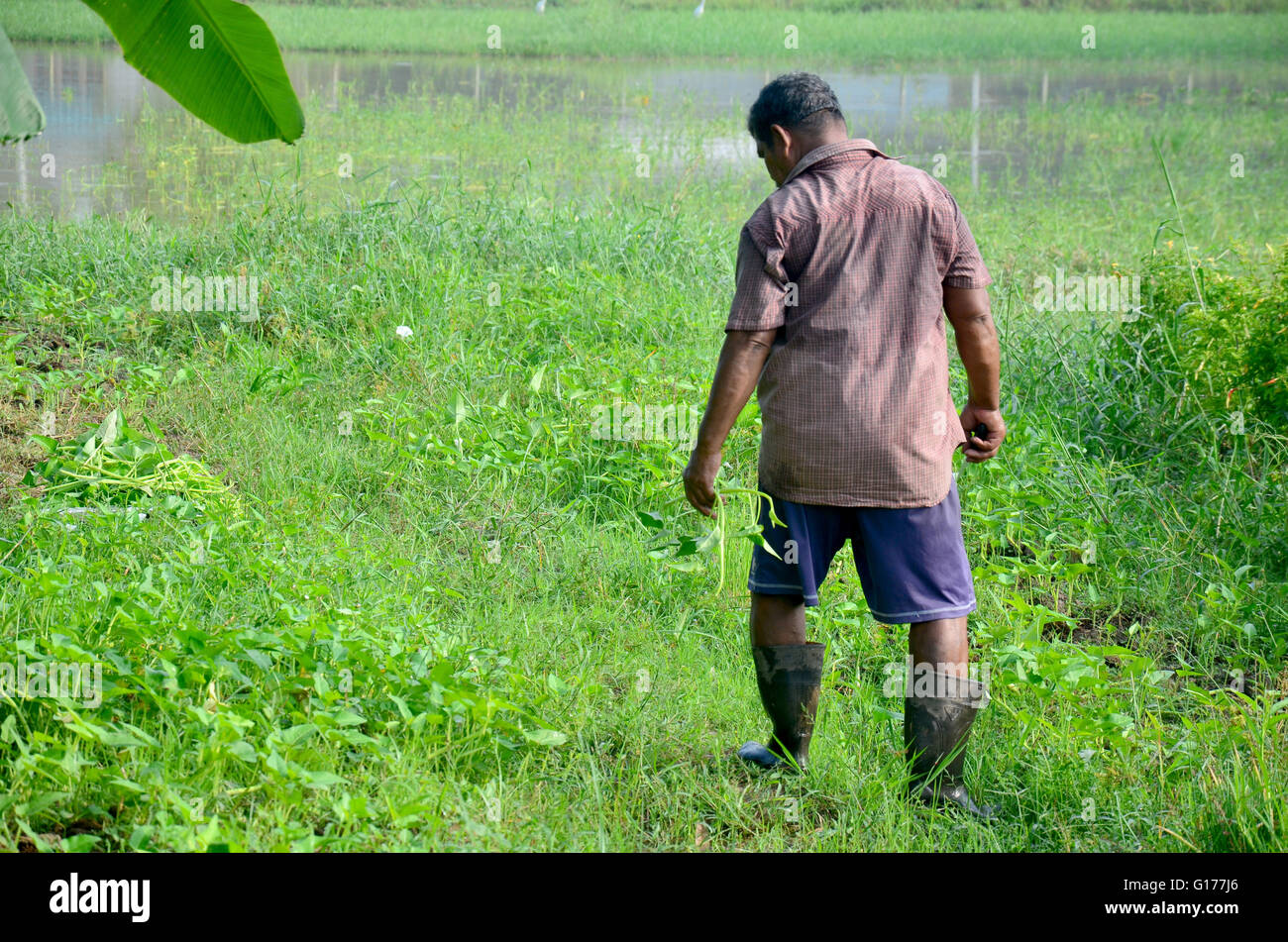 Old man 60 yearold harvest Thai morning glory or Swamp Cabbage in ...