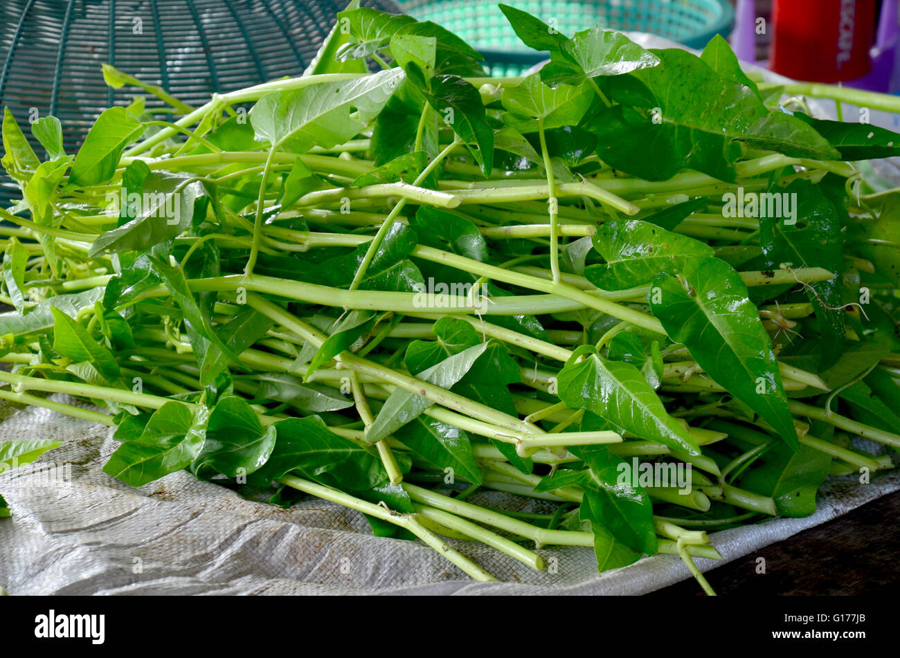 Swamp cabbage hi-res stock photography and images - Alamy