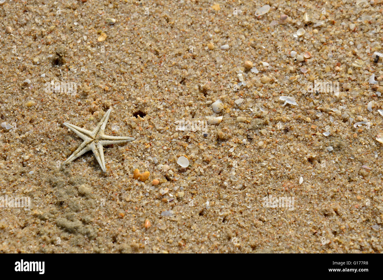 Little starfish on sand beach background Stock Photo - Alamy