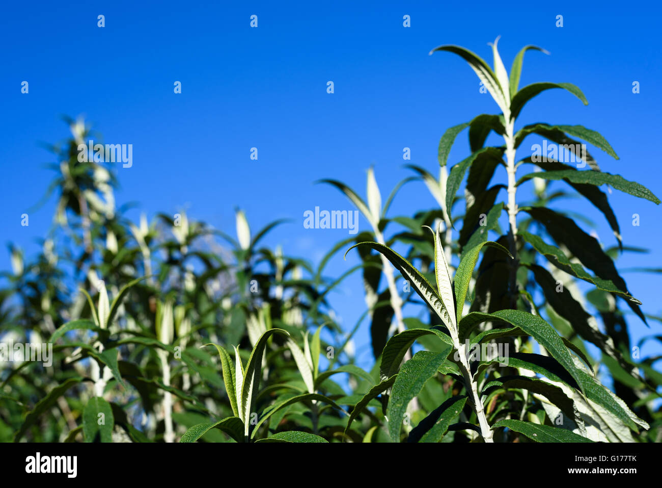 Buddleia shoots emerging in Spring Stock Photo - Alamy