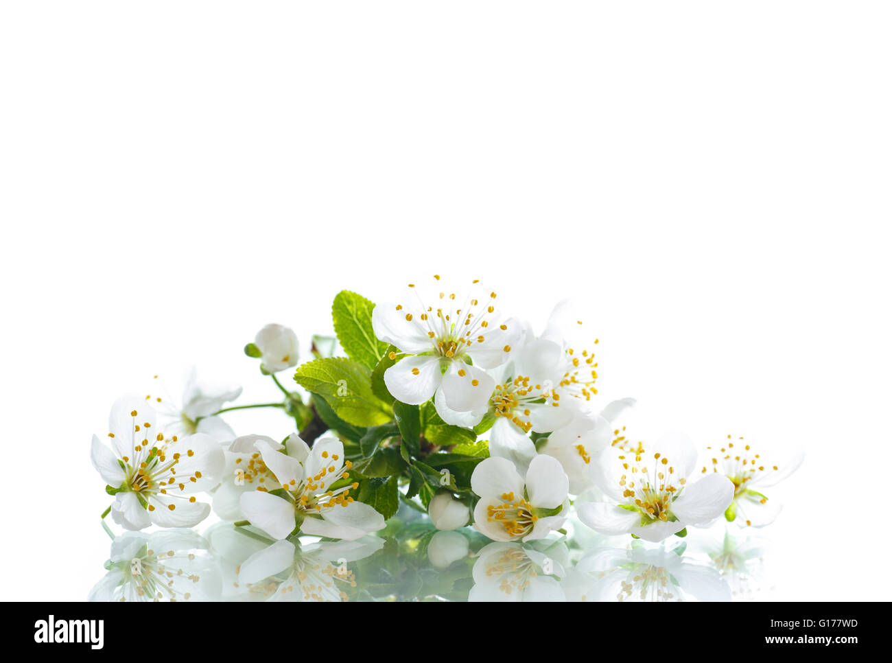 spring flowers of fruit trees on a white background Stock Photo - Alamy