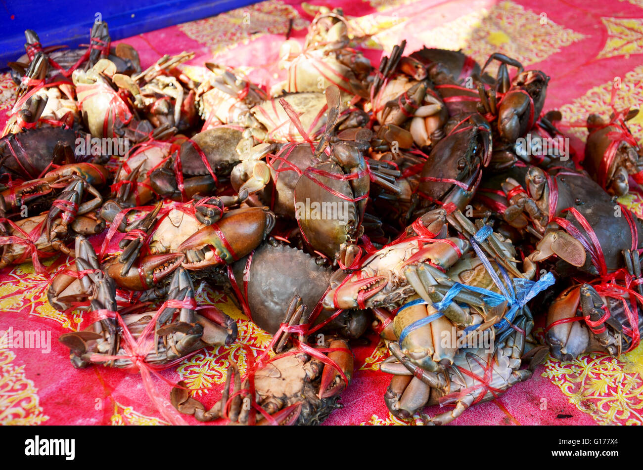 Serrated mud crab, Mangrove crab, Black crab, Giant mud crabfor sale at ...