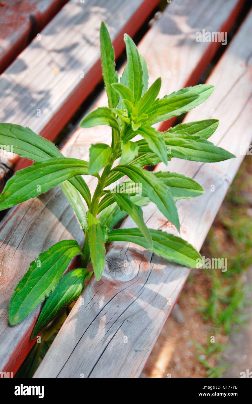 Tenacious plant hi-res stock photography and images - Alamy