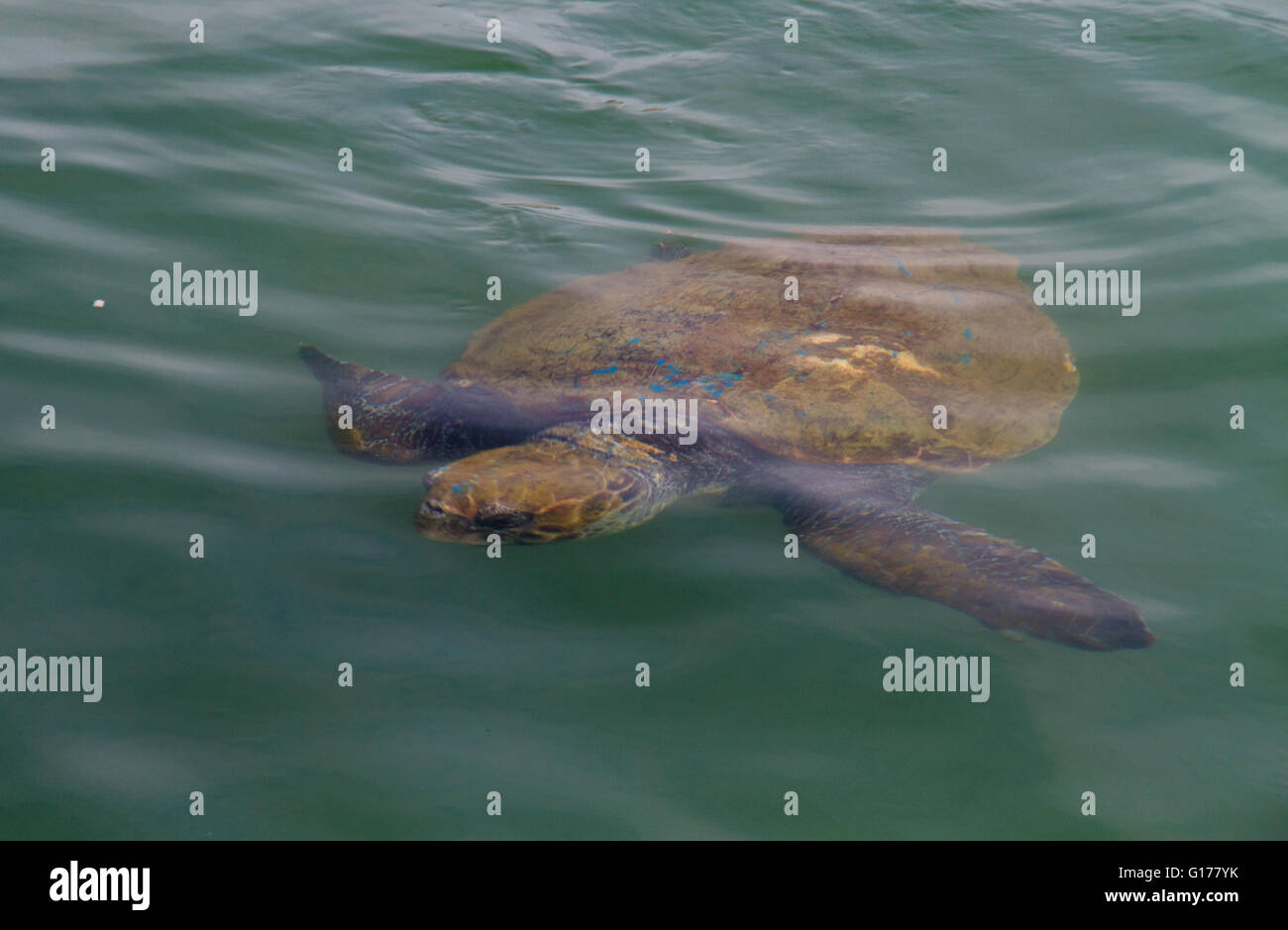 Loggerhead sea turtle (Caretta caretta), or loggerhead, swimming under ...