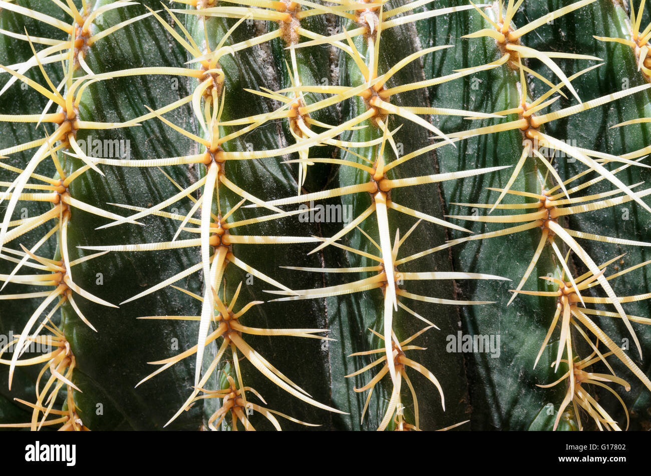 Spinose beauty of a cactus skin close-up Stock Photo - Alamy